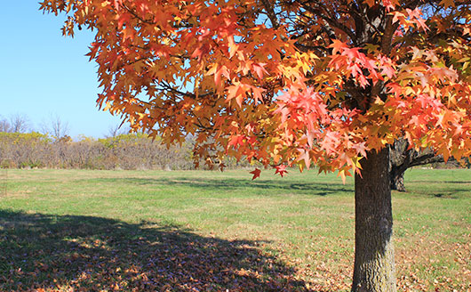 How to Grow Pear Trees - Stark Bro's