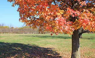 The Case for Fall Planting - Stark Bro's
