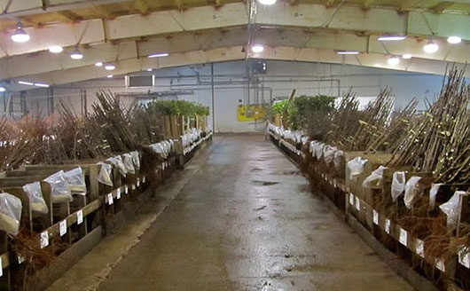 All About Dwarf Fruit Trees - Stark Bro's