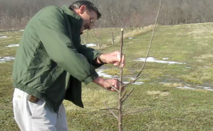Successful Fruit Tree Pruning - Stark Bro's