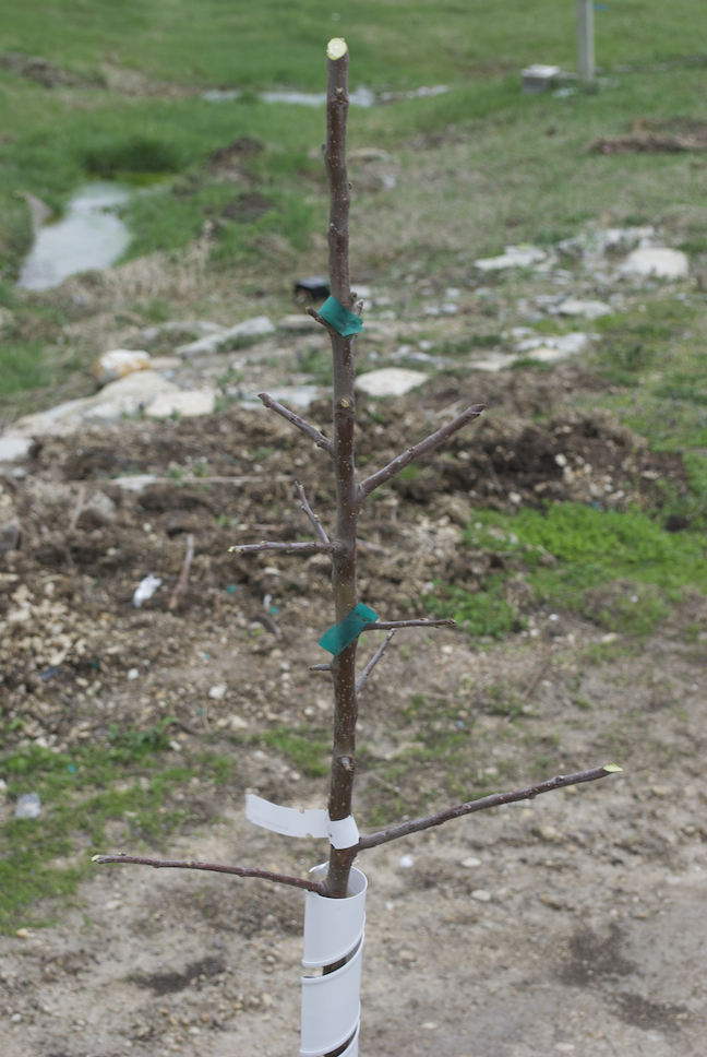 Fruit Tree Care: Pre-Pruning - Stark Bro's