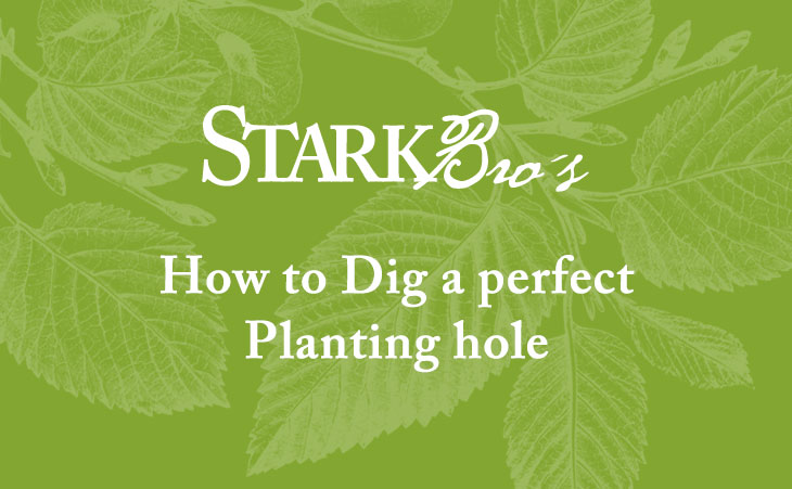 How to Dig a Perfect Planting Hole - Stark Bro's