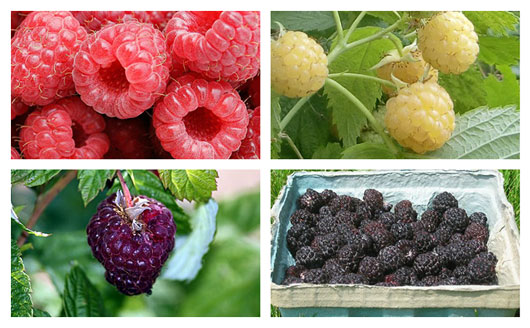 Got Land? Grow Berries! - Stark Bro's