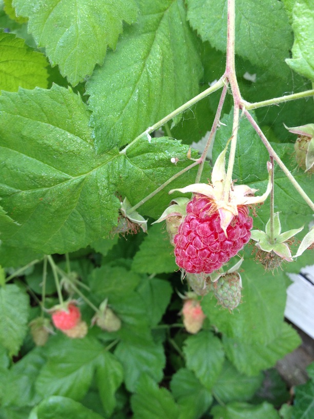 Grow Your Own Loganberry Plants - Stark Bro's
