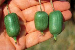 Growing Mini Kiwis - The Grapevine