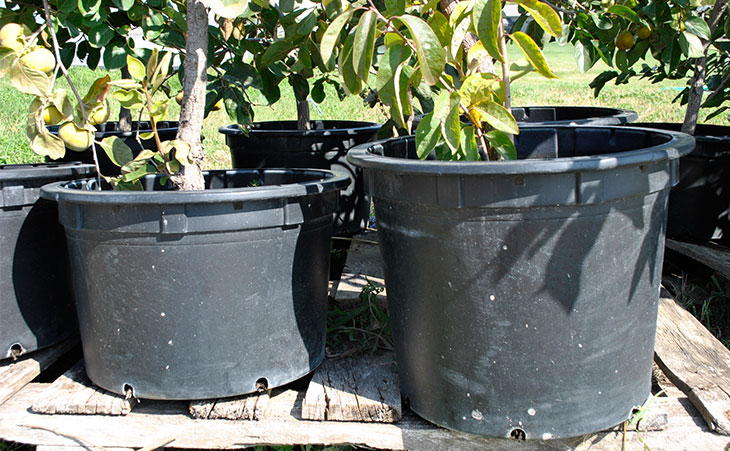 Growing Fruit Trees in Containers, Part 1 - Stark Bro's