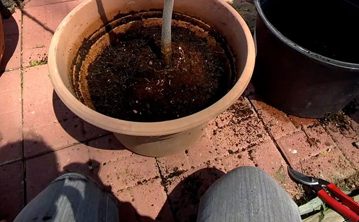 Growing Fruit Trees in Containers, Part 2 - Stark Bro's