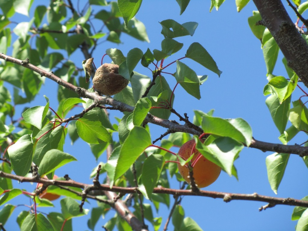 What to Do About Brown Rot - Stark Bro's