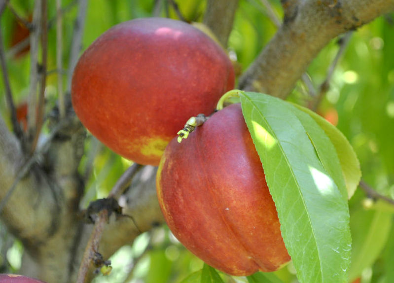 Estimated Yield for Fruit Trees - Stark Bro's