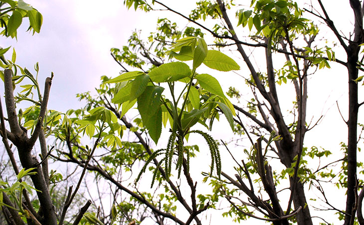 Pecan Tree Pollination in a Nutshell - Stark Bro's