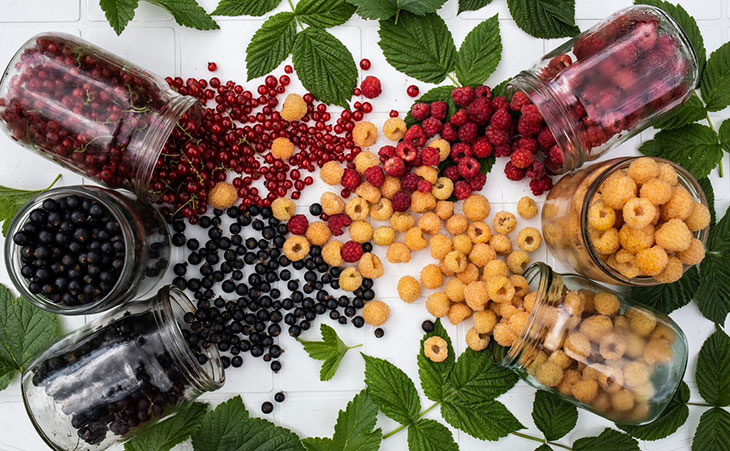 Grow the Rainbow: Varieties with Extraordinary Color - Stark Bro's