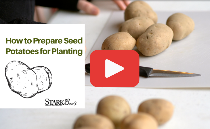 Planting Seed Potatoes in 7 Simple Steps – With Video - Stark Bro's