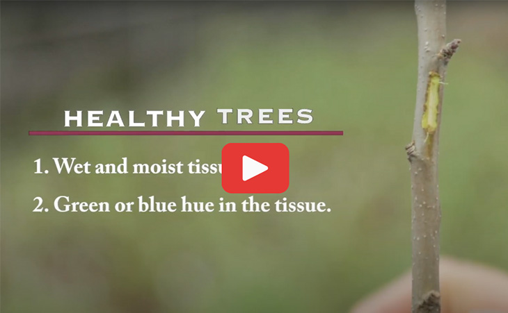 Search Results for "orange" - Stark Bro's