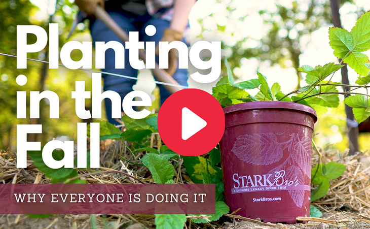 Stark Bro's Nurseries & Orchards Co - Since 1816