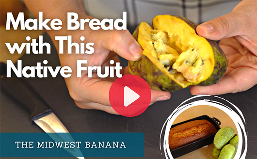 Pawpaw Bread Recipe - With Video - Stark Bro's