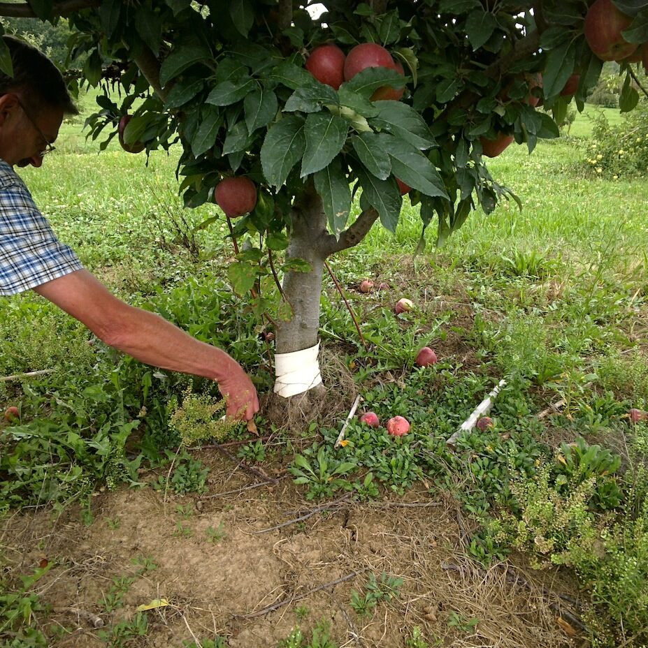 Fruit Tree Care: Removing Tree Suckers & Watersprouts - Stark Bro's