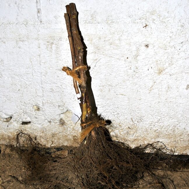 How to Plant Bare-Root Raspberry Plants - Stark Bro's