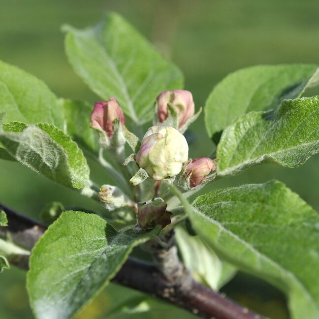 4 Benefits of Thinning Fruit Trees - Stark Bro's