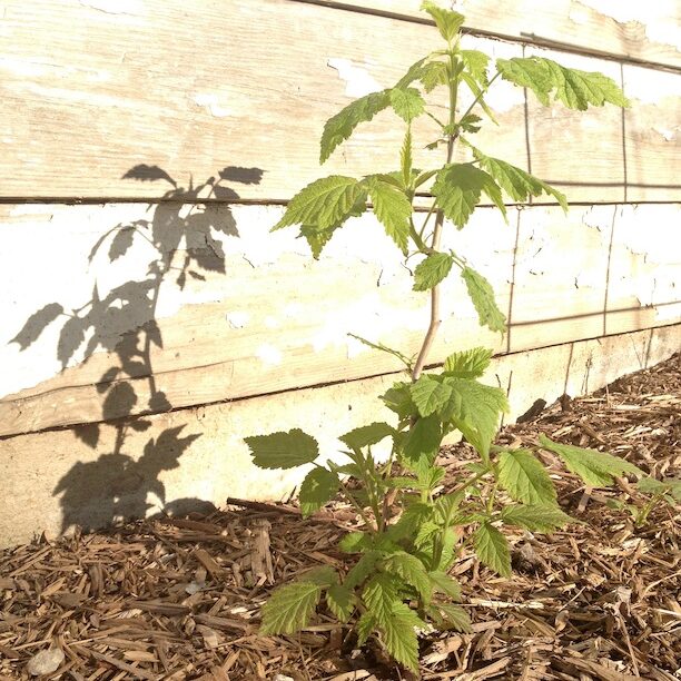 How to Plant Bare-Root Raspberry Plants - Stark Bro's