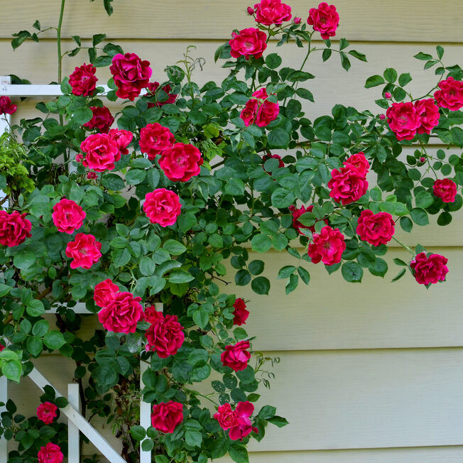 All About Climbing Roses - Stark Bro's