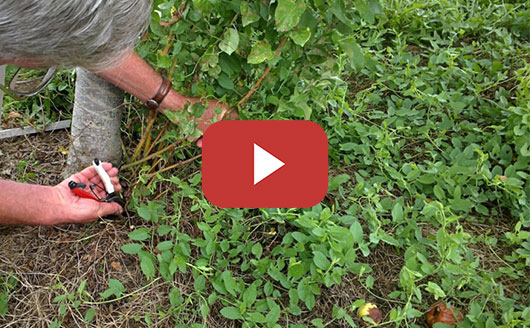 Fruit Tree Care: Removing Tree Suckers & Watersprouts - Stark Bro's