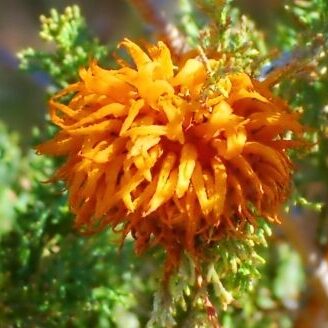 Cedar Apple Rust - Identification & Control - Stark Bro's