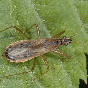 Beneficial Insects - Stark Bro's