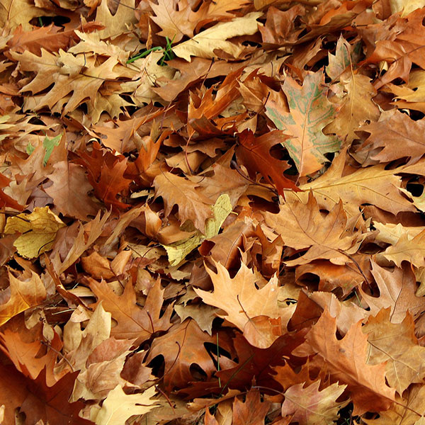 Organic Mulches - Stark Bro's