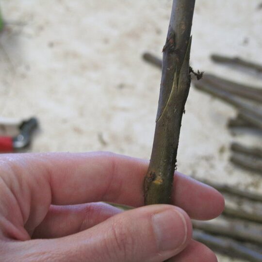 The Science of Grafted Fruit Trees - Stark Bro's