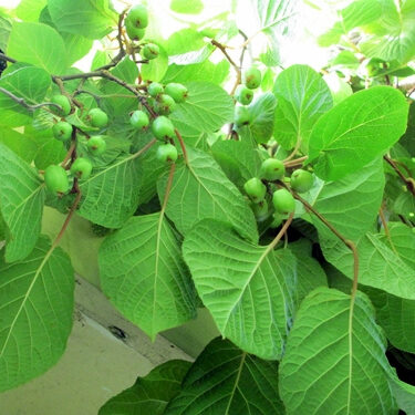 Grow Your Own Hardy Kiwi - Stark Bro's