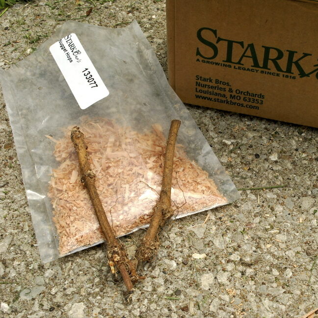 8 Questions & Answers All About Hops - Stark Bro's