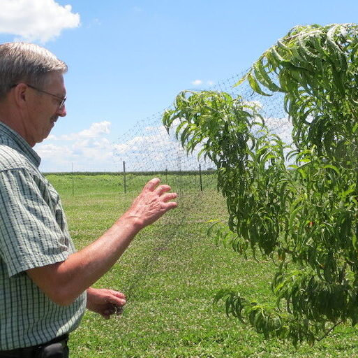 Pest Control Using Garden Netting - Stark Bro's
