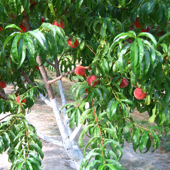 Protect Your Tree Trunks with Tree Guards - Stark Bro's