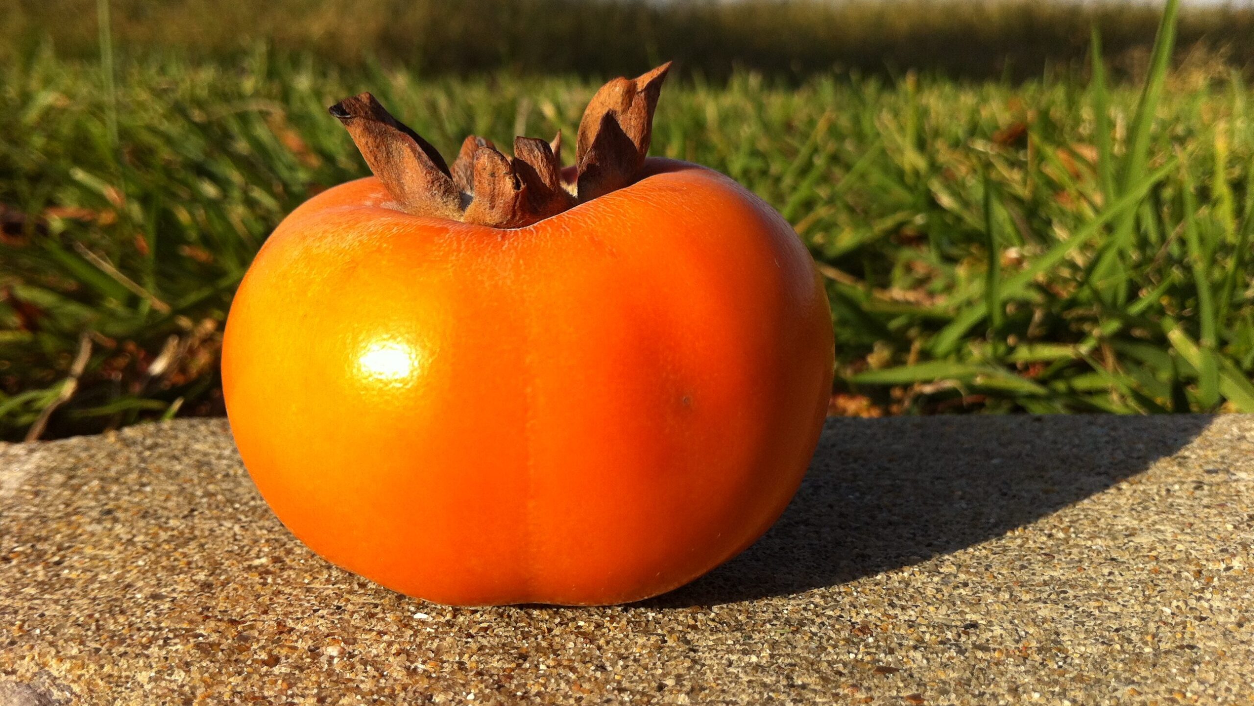 All About Persimmons - Stark Bro's