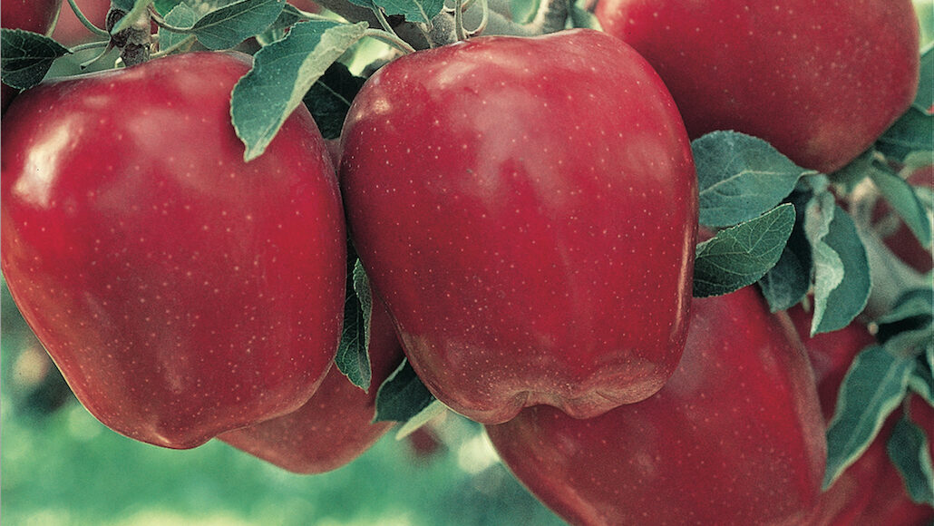 A Delicious Discovery: Red Delicious Apple - Stark Bro's