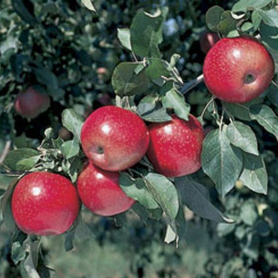 Stark® Crimson Spire® Apple Tree - Stark Bro’s
