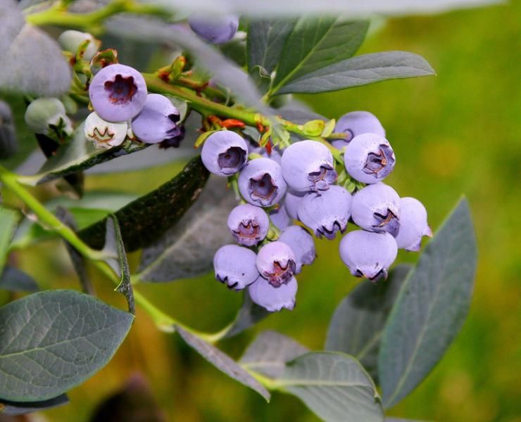 Misty Blueberry Plant - Stark Bro’s
