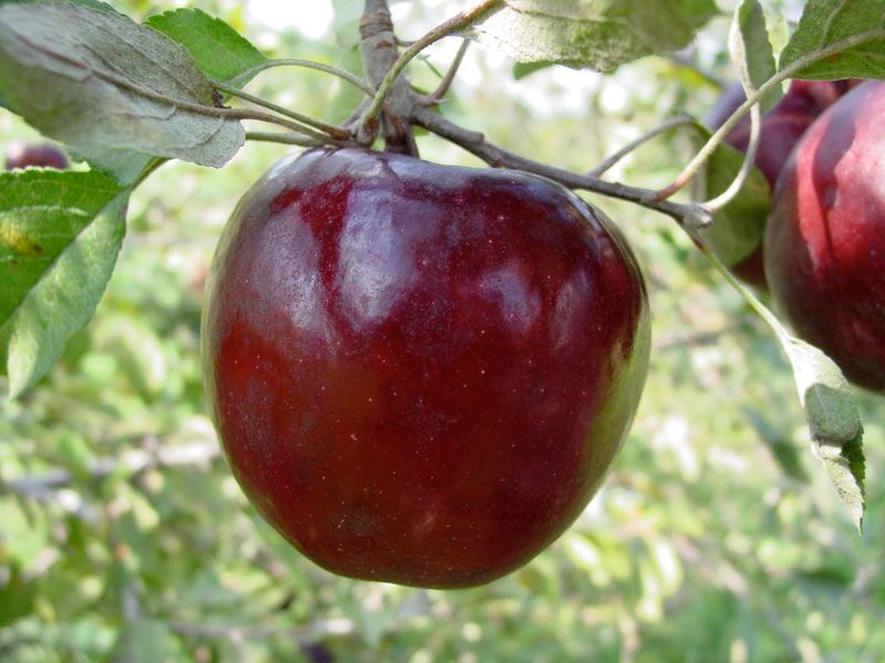 Ruby Jon® Apple Tree - Stark Bro’s