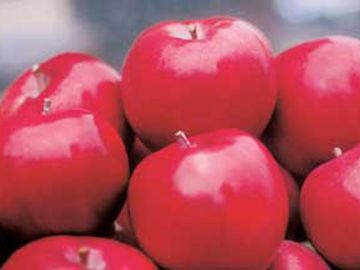 Macoun Apple - Apple Trees - Stark Bro’s