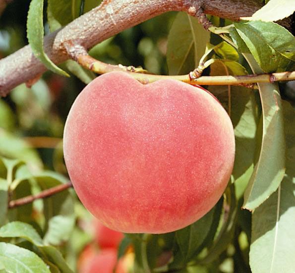 Stark® Early Loring™ Peach Tree - Stark Bro’s