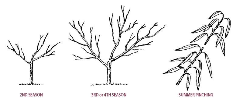 Pruning Apricot Trees - Stark Bro's Pruning Apricot Trees - Stark Bro's