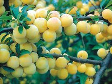 Shiro Plum - Plum Trees - Stark Bro’s