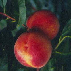 Freestone Peach Trees For Sale from Stark Bro's
