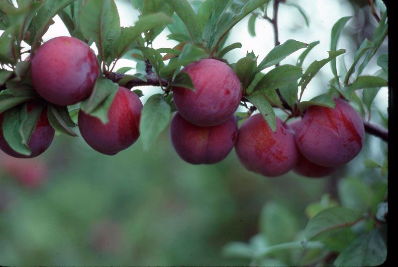 Ozark Premier Plum Tree - Stark Bro’s