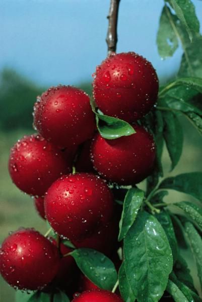 Starking® Delicious™ Plum Tree - Stark Bro’s