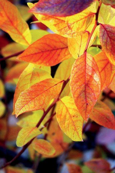 Bluejay Blueberry Plant - Stark Bro’s