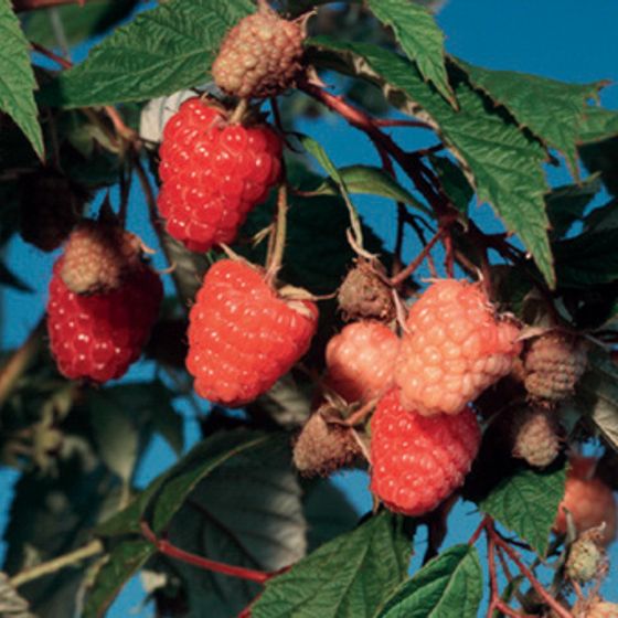 Caroline Red Raspberry Plant - Stark Bro’s