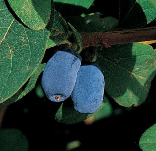 Blue Moon™ Honeyberry Plant - Stark Bro’s