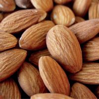 Nut Trees From Stark Bro's - Nut Trees For Sale