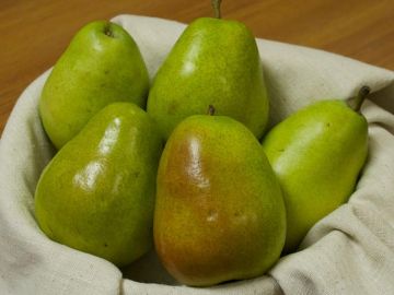 Anjou Pear - Pear Trees - Stark Bro’s